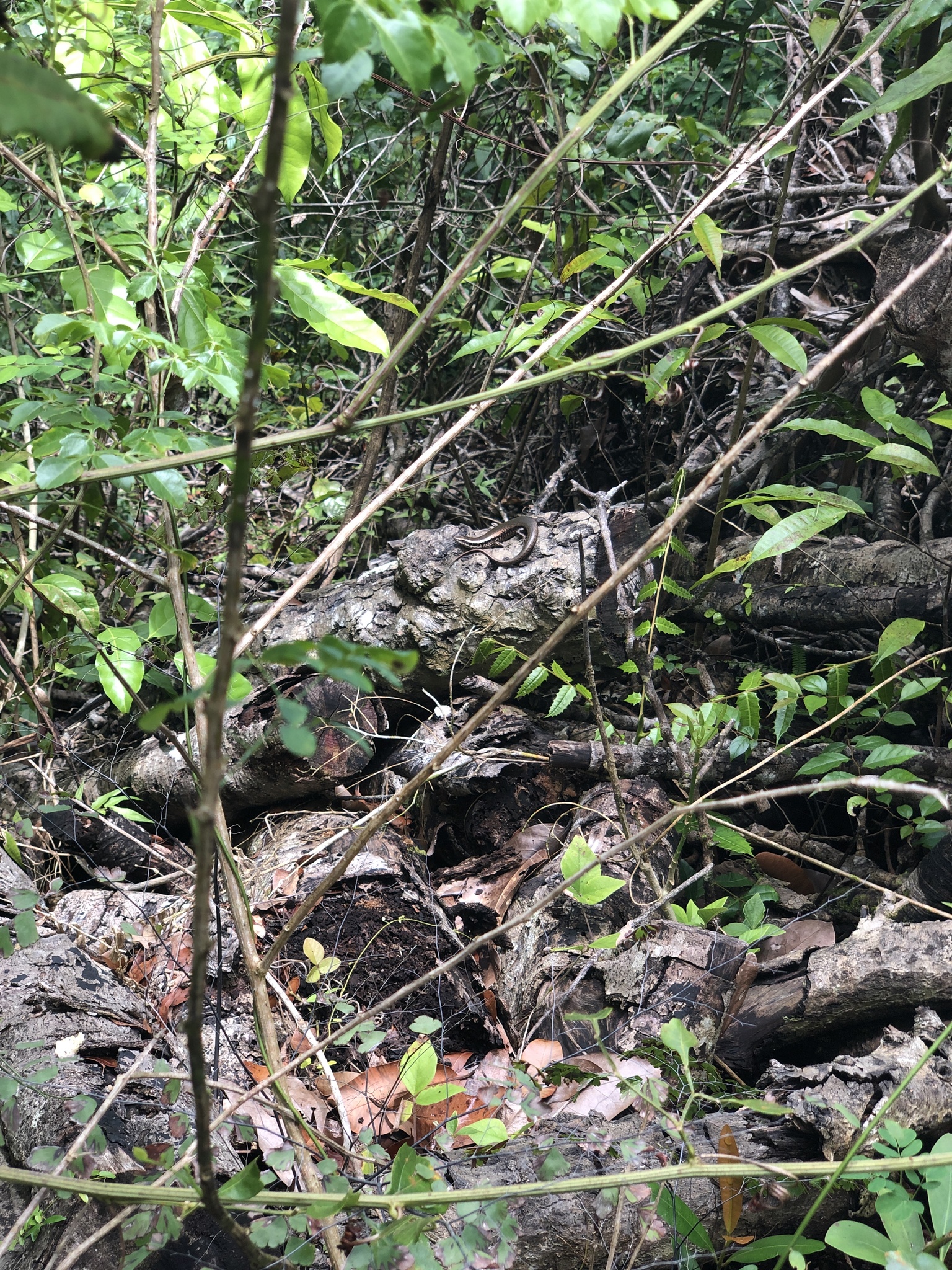 Spondylurus Fitzinger, 1826