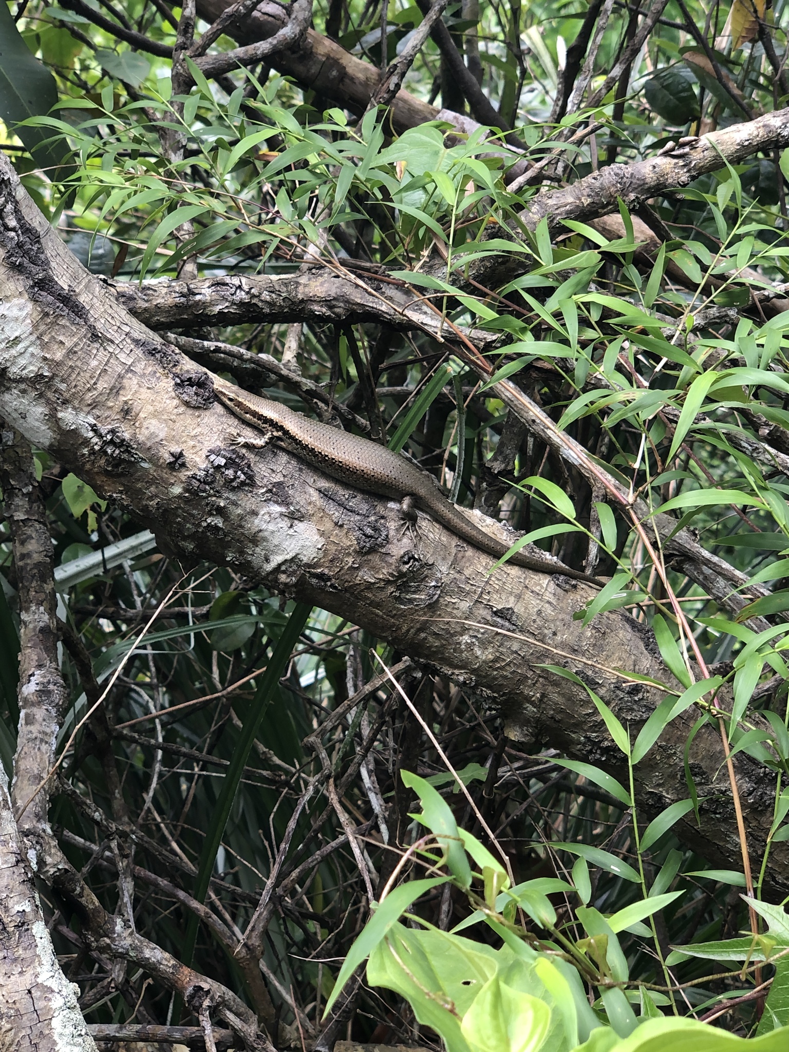 Spondylurus Fitzinger, 1826