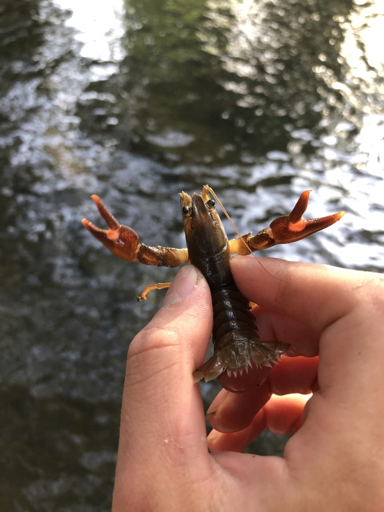 Signal Crayfish from Vasona Lake and Los Gatos Creek County Parks, Los ...