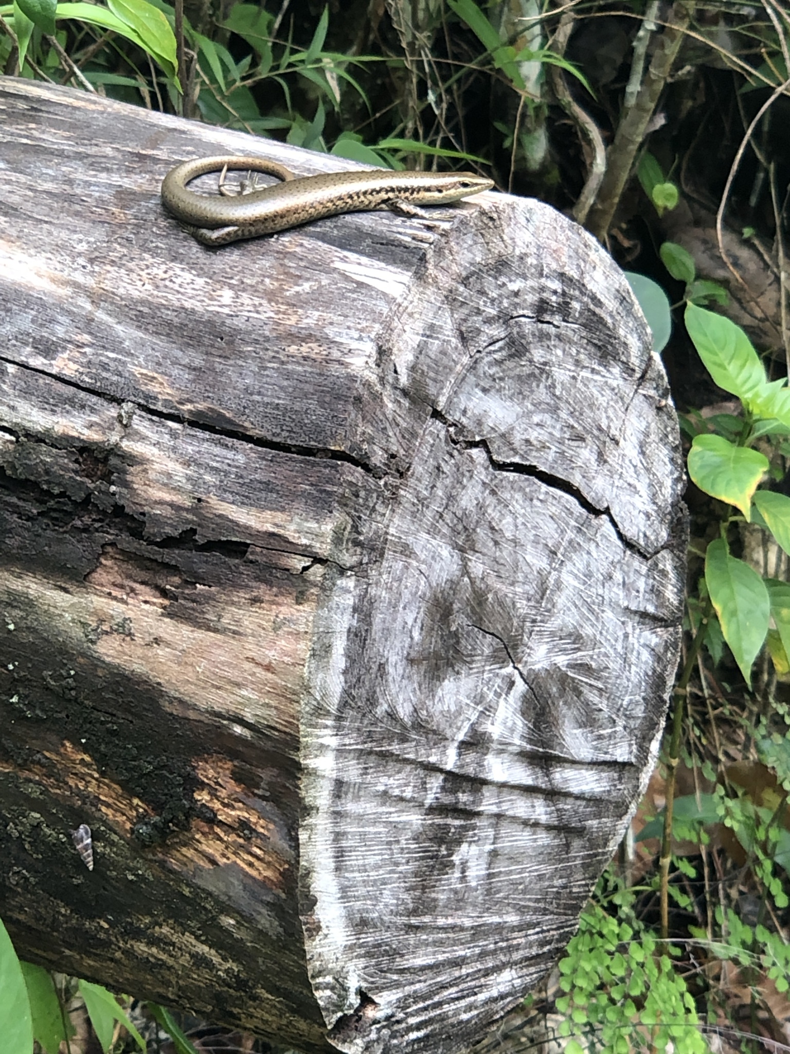 Spondylurus Fitzinger, 1826