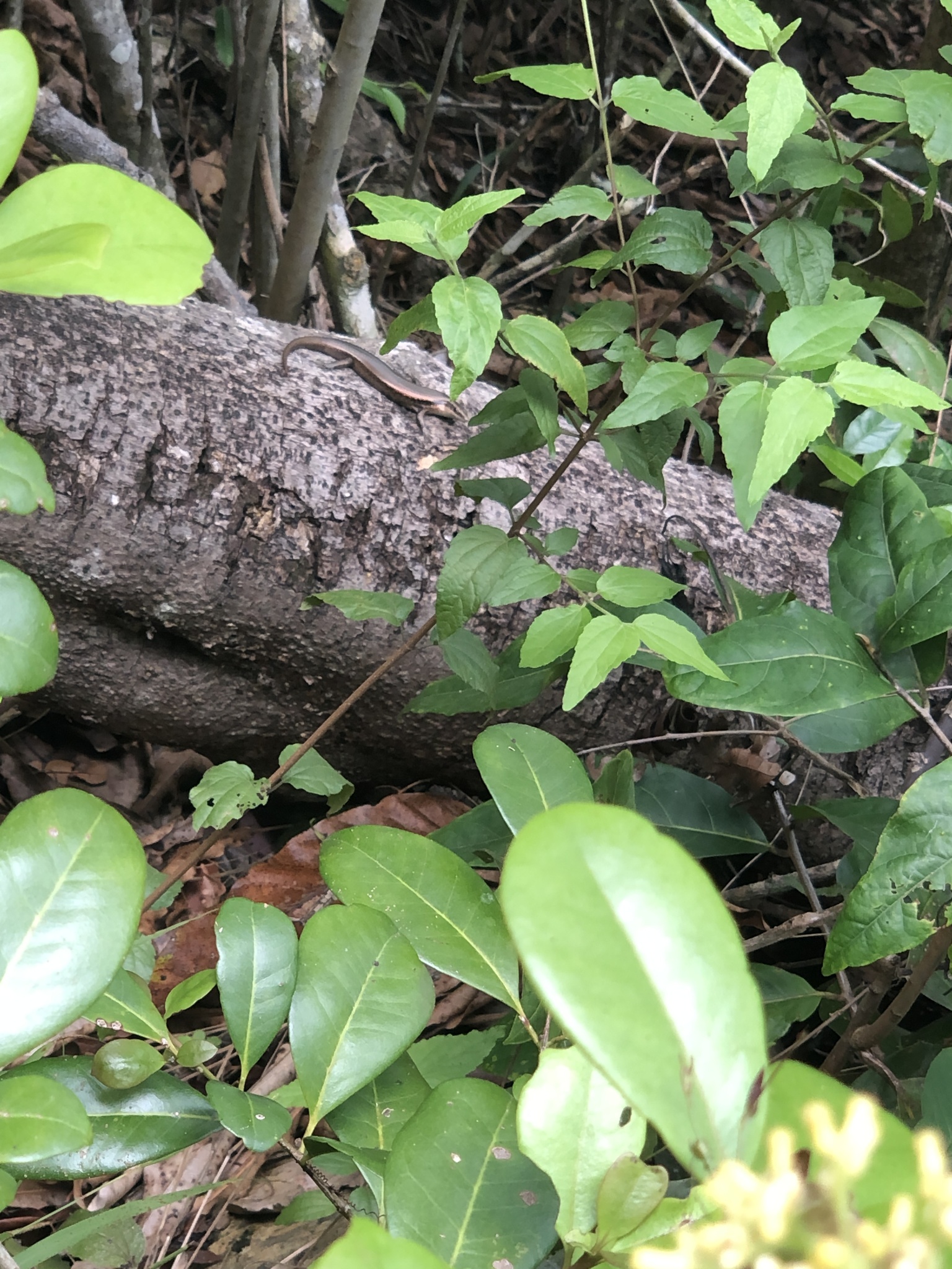 Spondylurus Fitzinger, 1826