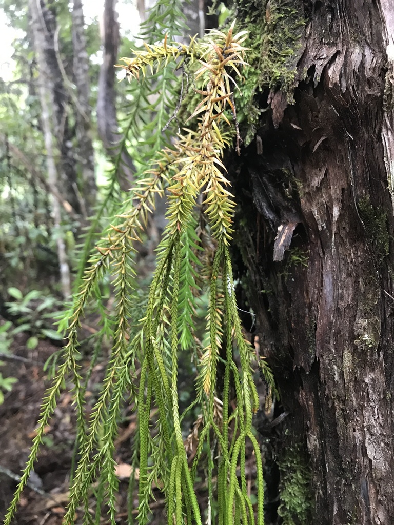 Phlegmariurus billardierei from Waitakere Ranges Regional Parkland ...