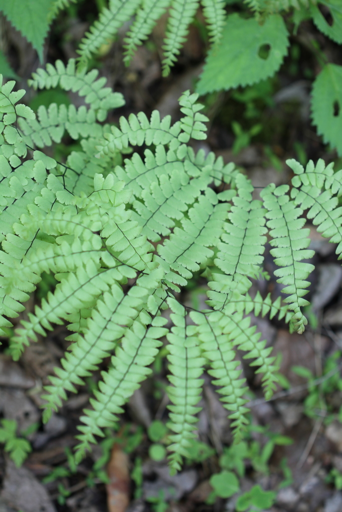 northern maidenhair fern from Watauga County, NC, USA on May 10, 2021 ...