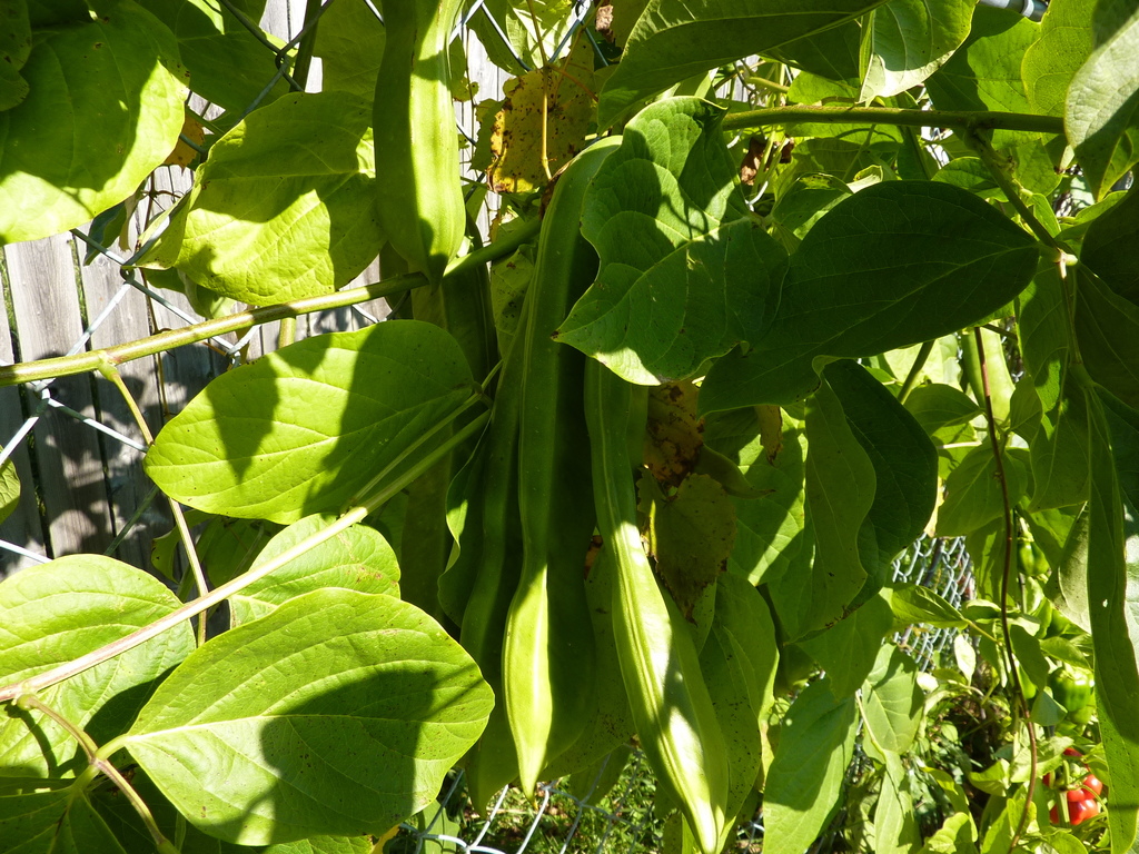 Sword Bean (Canavalia gladiata) - Botanical Realm
