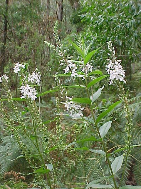 derwent speedwell from Edgar Track, Mount Dandenong VIC 3767, Australia ...