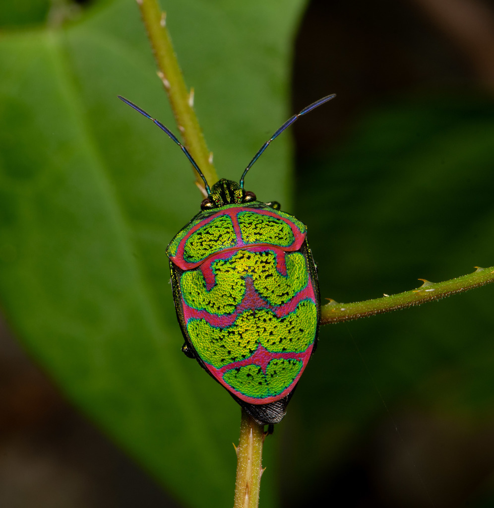 Clown Stink Bug from Pingtung County, Taiwan on May 9, 2021 at 09:38 PM ...