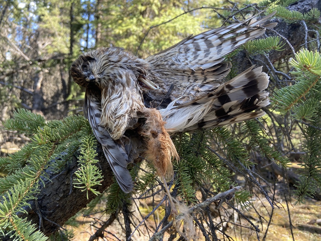 Sharp-shinned Hawk from Whitehorse, YT, CA on May 10, 2021 at 11:53 AM ...