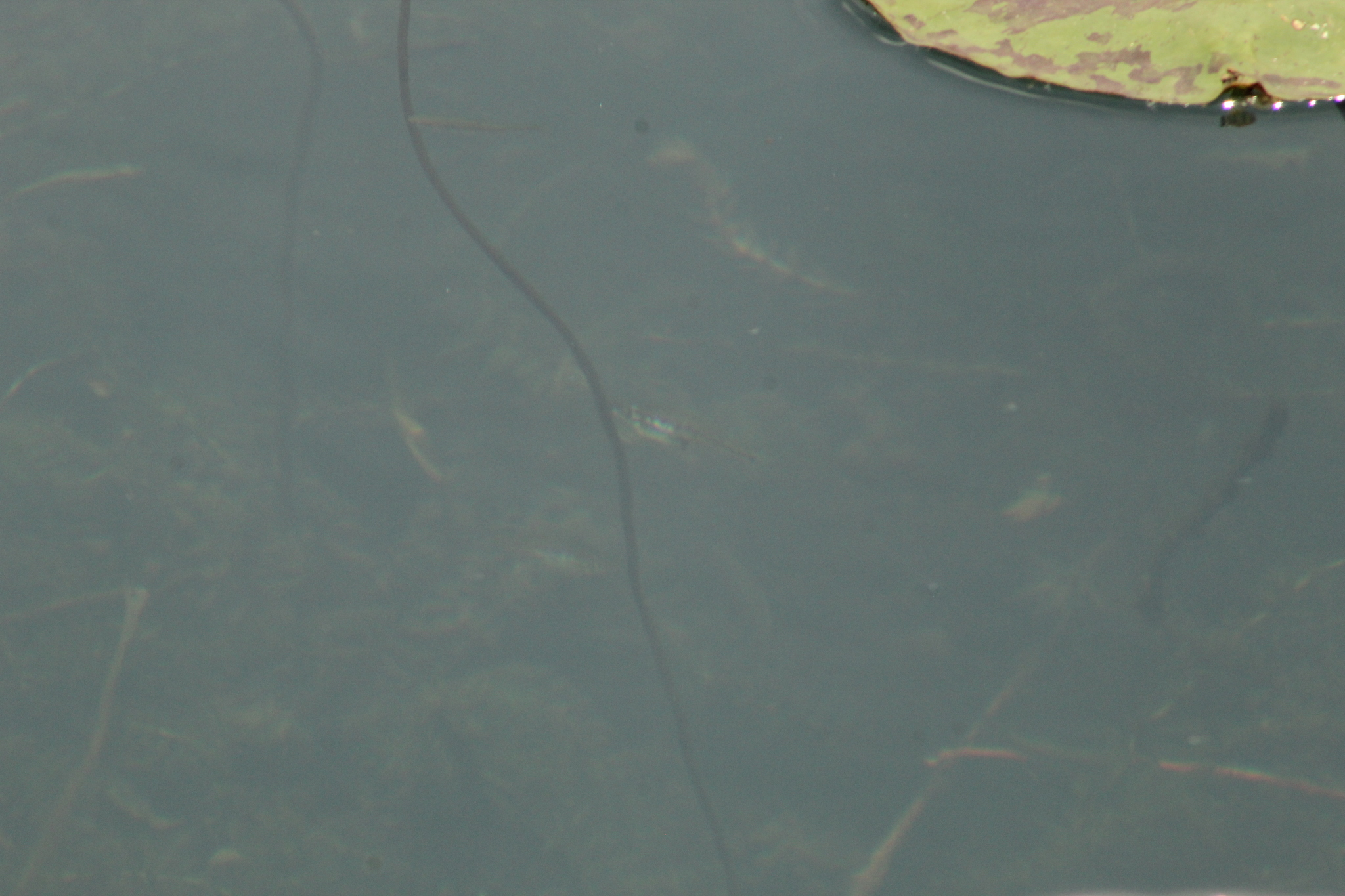 Neotoca bilineata (Bean, 1887)