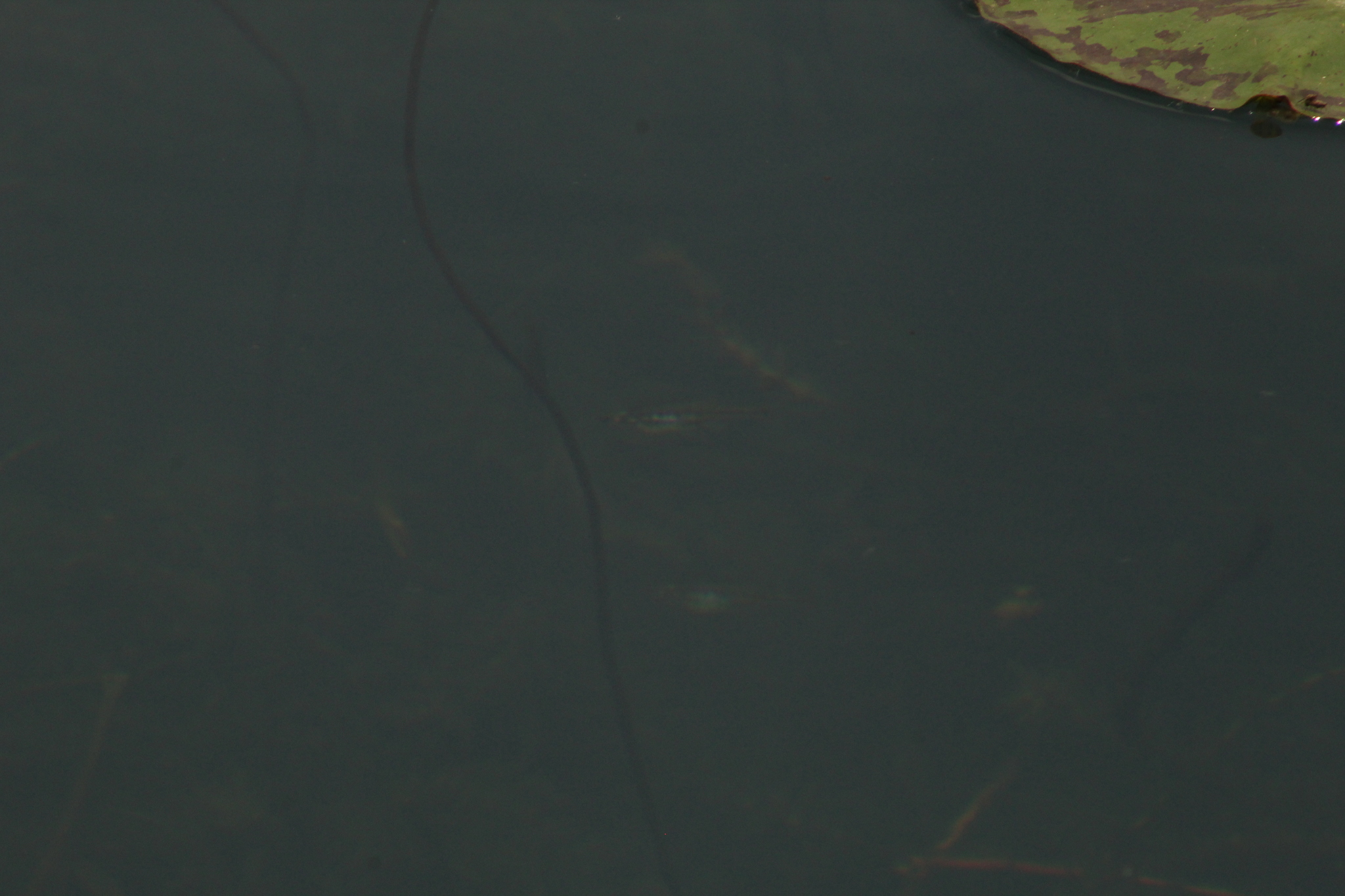 Neotoca bilineata (Bean, 1887)