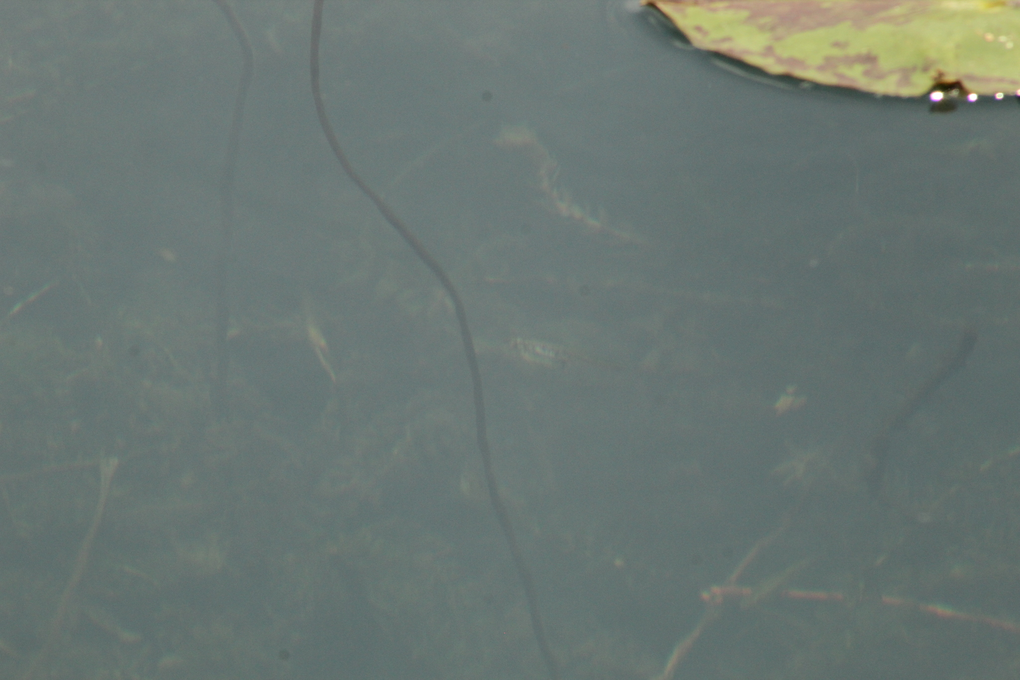 Neotoca bilineata (Bean, 1887)