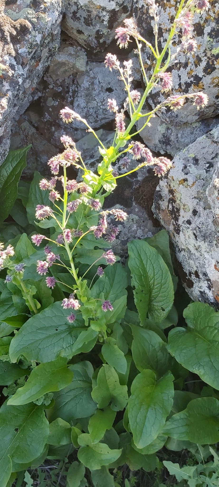 Solenanthus circinnatus Ledeb.