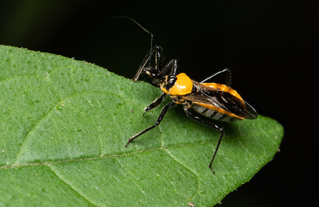 Biasticus flavus from Pingtung County, Taiwan on May 10, 2021 at 12:08 ...