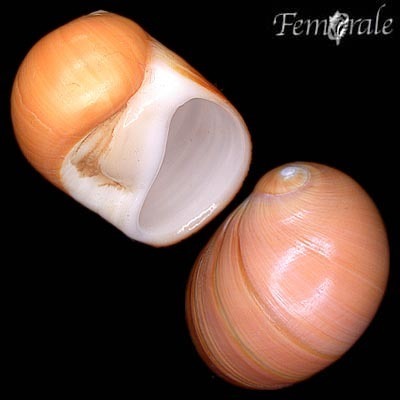Polinices citrinus · iNaturalist United Kingdom
