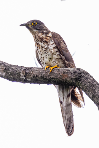 Large Hawk-Cuckoo (Birds of Kanger Valley National Park) · iNaturalist