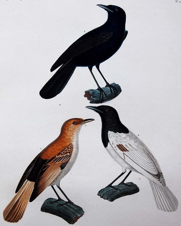 Eastern Polynesian Monarchs (Pomarea) - Avian Discovery