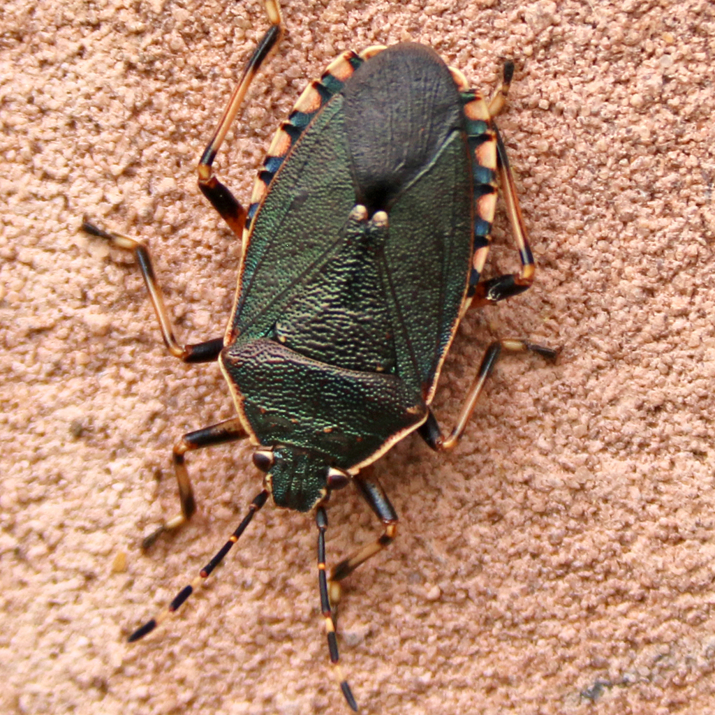 Notius depressus from 715 Lt Hampton Rd Glenlyon VIC 3461, Australia on ...
