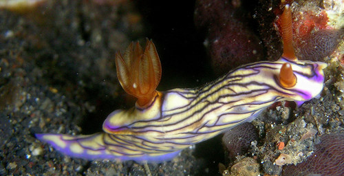 Zephyr Hypselodoris (Hypselodoris zephyra) · iNaturalist