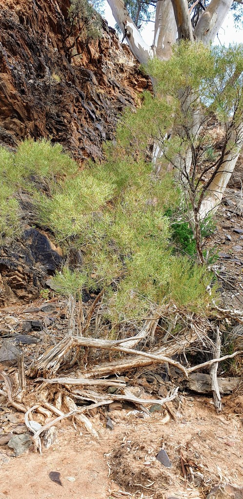 Melaleuca glomerata from Warraweena SA 5730, Australia on May 9, 2021 ...