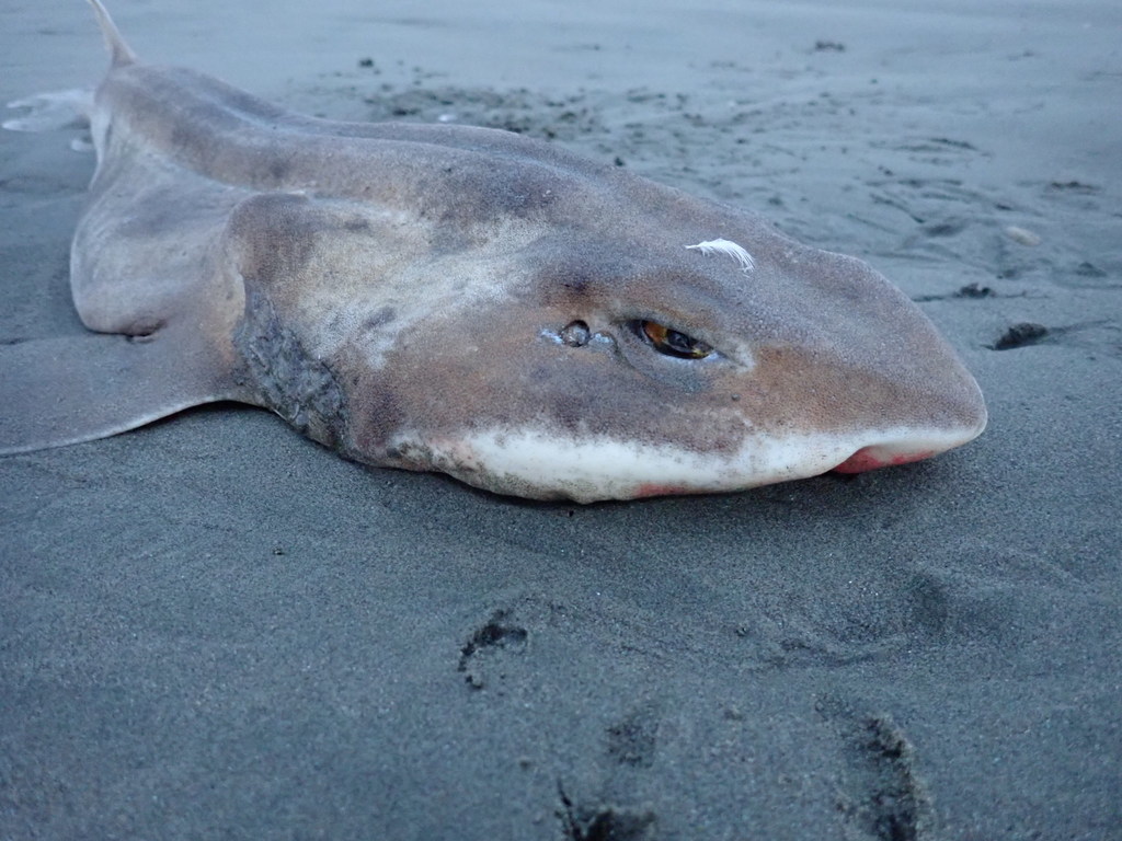 New Zealand Draughtboard Shark from Foxton Beach, New Zealand on May 08 ...
