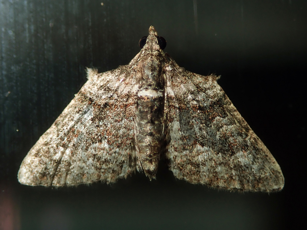 Apple Looper from Days Bay, Lower Hutt 5013, New Zealand on May 11 ...