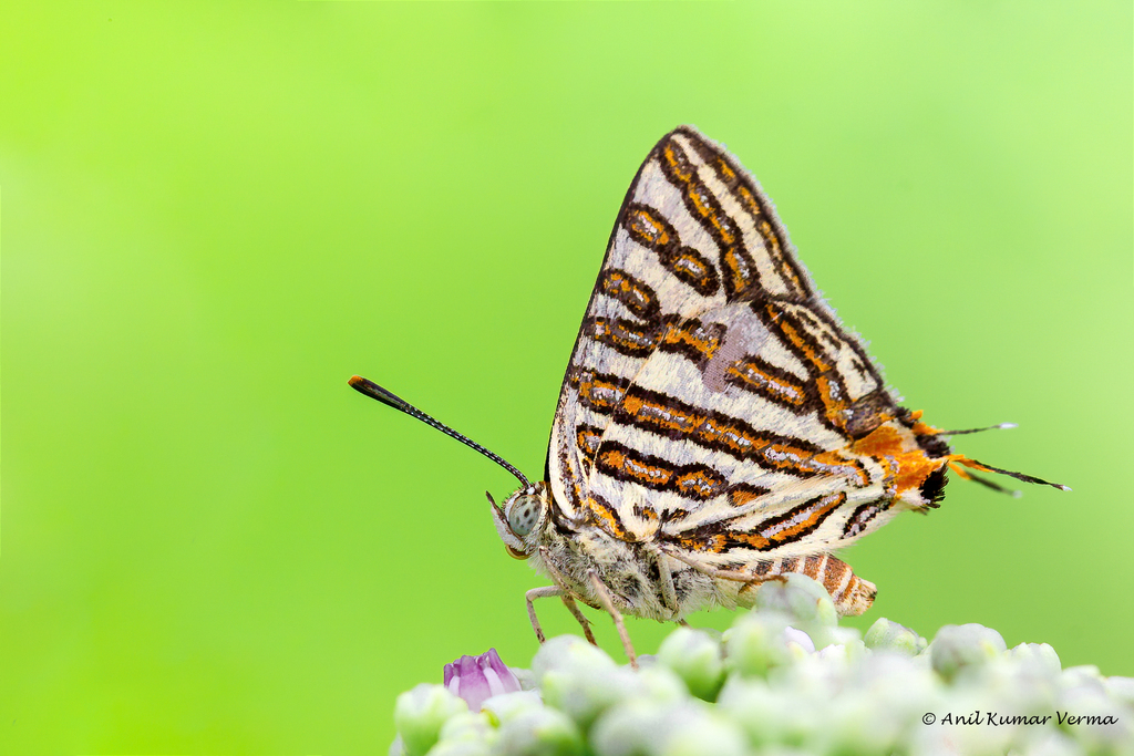 Common Silverline (Butterflies of RT Nagara) · iNaturalist