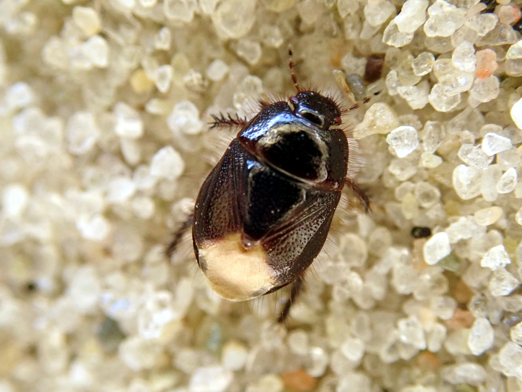 Ziemik włochatobrzuchy (Cydnidae of Poland) · iNaturalist