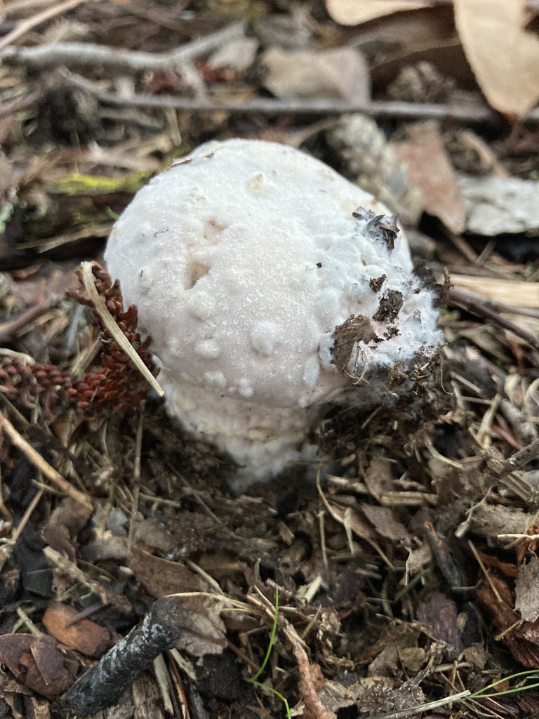 Hypomyces on May 11, 2021 at 05:13 PM by Erin. Growing on amanita ...