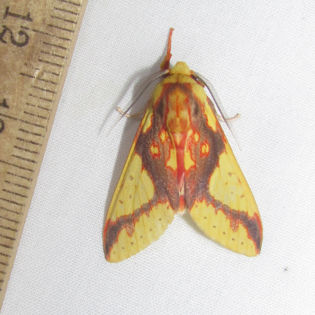 Symphlebia ipsea (Polillas de Jardín, Antioquia) · iNaturalist