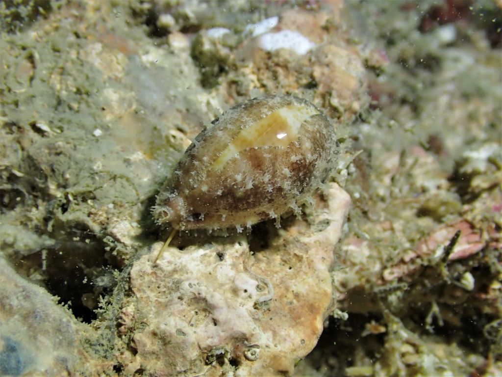 Walker's cowrie from West, SG on May 08, 2021 at 02:09 PM by Tsu Soo ...