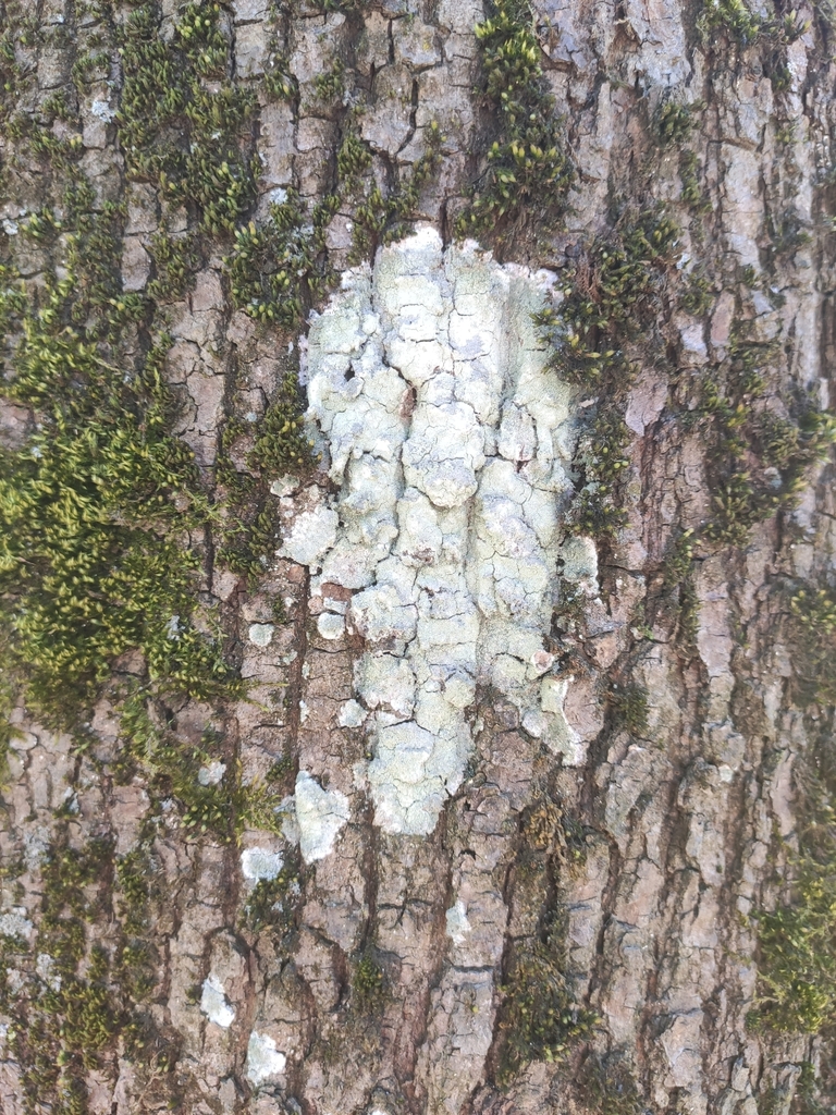 Whitewash Lichen from Vilnius 09115, Lietuva on May 11, 2021 at 02:13 ...