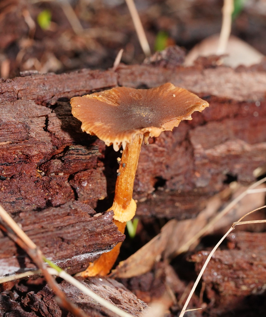 Descolea recedens from Jumping Creek, Warrandyte State Park, Melbourne ...