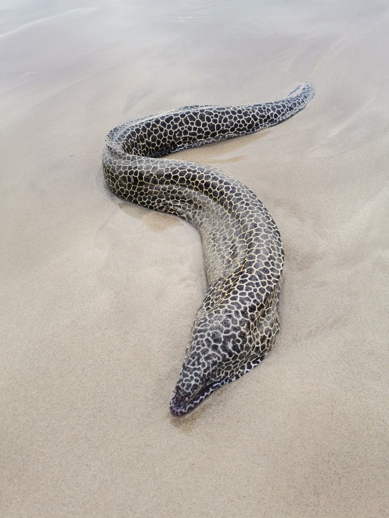 Laced Moray from Algoa Park, Gqeberha, South Africa on May 11, 2021 at ...