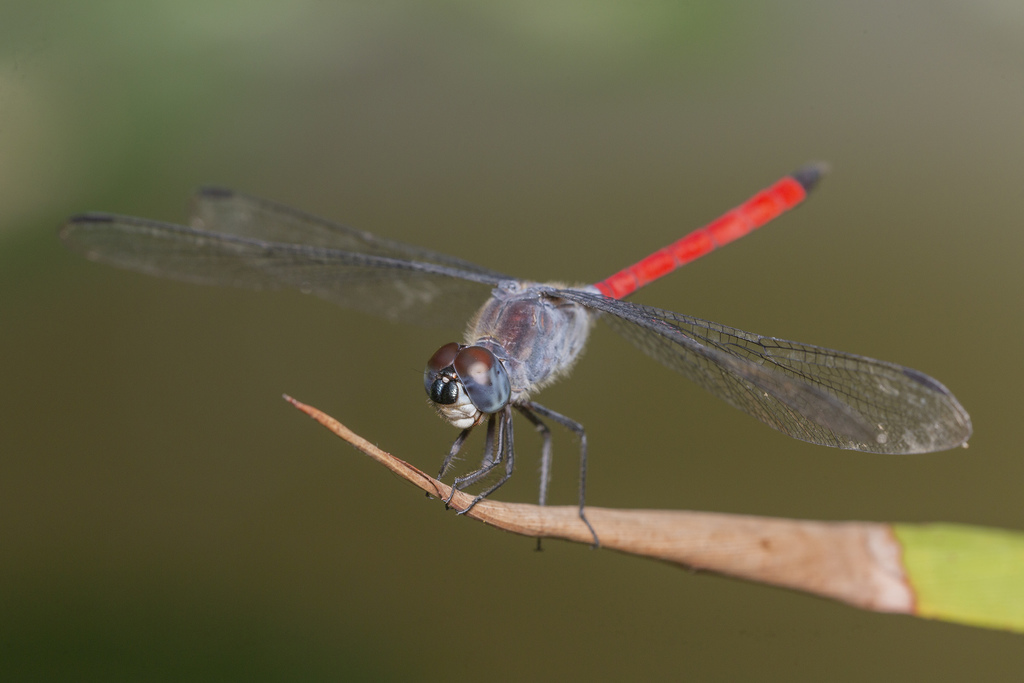 Asian Blood Tail (Kanha National Park - Invertebrates) · iNaturalist