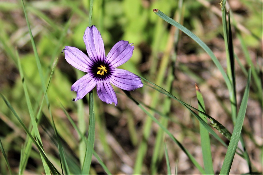 western blue-eyed grass from Mt Tamalpais, California 94941, USA on May ...