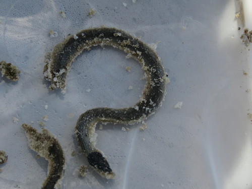 Gould's Hooded Snake (Suta gouldii) - Snakes and Lizards