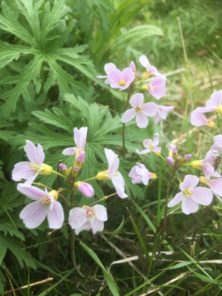 Bittercresses and Toothworts from Stadt Moers Park, Prescot, England ...
