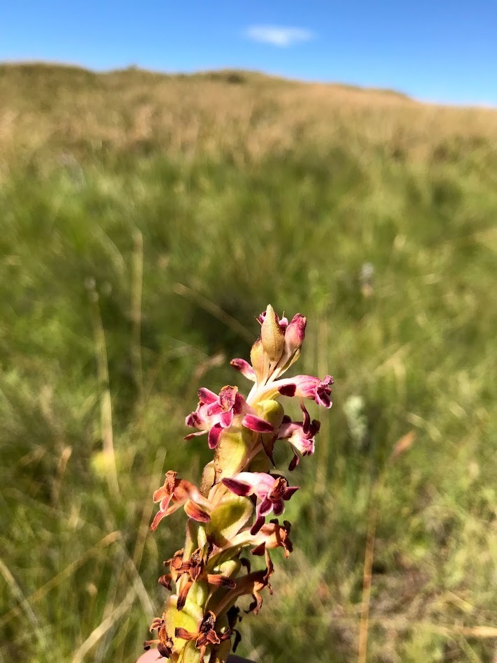 Satyrium longicauda jacottetianum from Thabo Mofutsanyane, South Africa ...