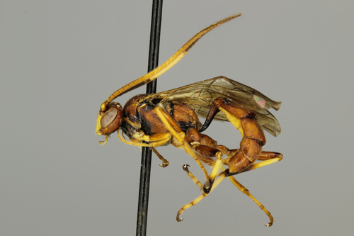 Genus Hemihoplis · iNaturalist