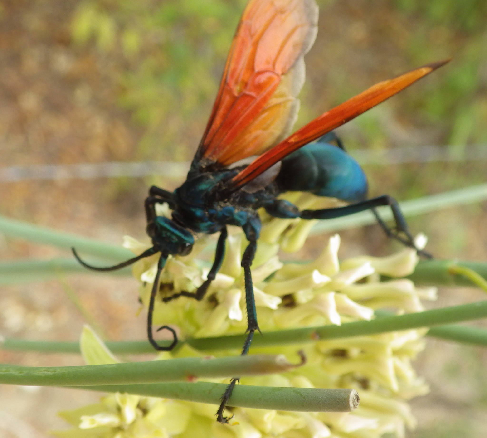 Pepsis grossa Smith, 1855