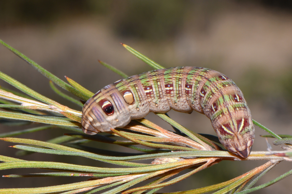 Coprosma Hawk Moth from Watercarrin WA 6407, Australia on May 10, 2021 ...