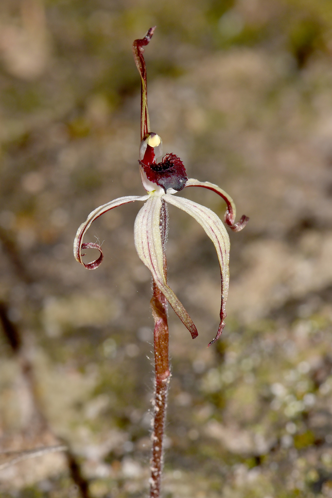 Winter spider orchid from Hindmarsh WA 6462, Australia on May 10, 2021 ...