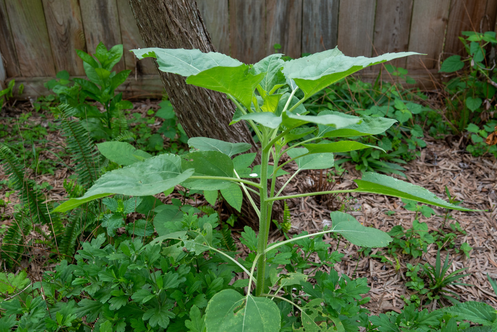 frostweed in May 2021 by Hoiman · iNaturalist