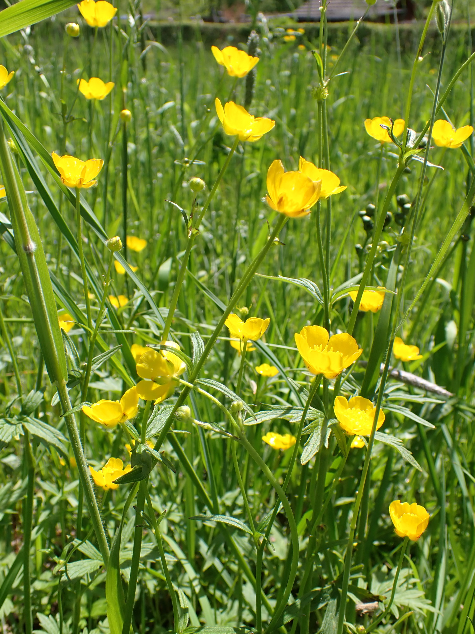 Ranunculus acris subsp. friesianus (Jord.) Syme