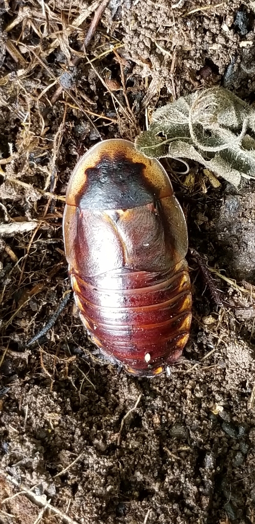 Byrsotria cabrerai (世界蟑螂) · iNaturalist