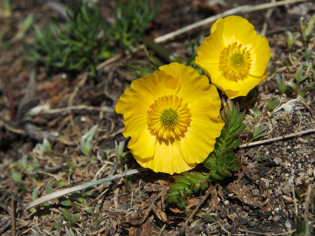 alpine buttercup from Trail Ridge Rd, Grand Lake, CO 80447, USA on June ...