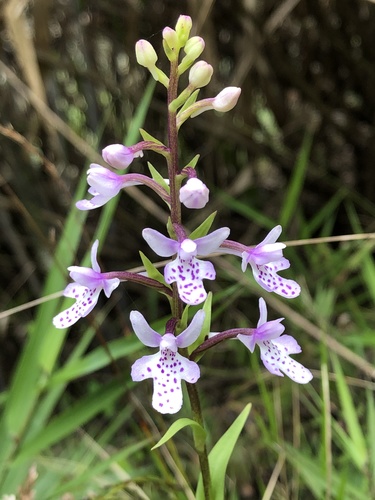 Ponerorchis takasago-montana · iNaturalist