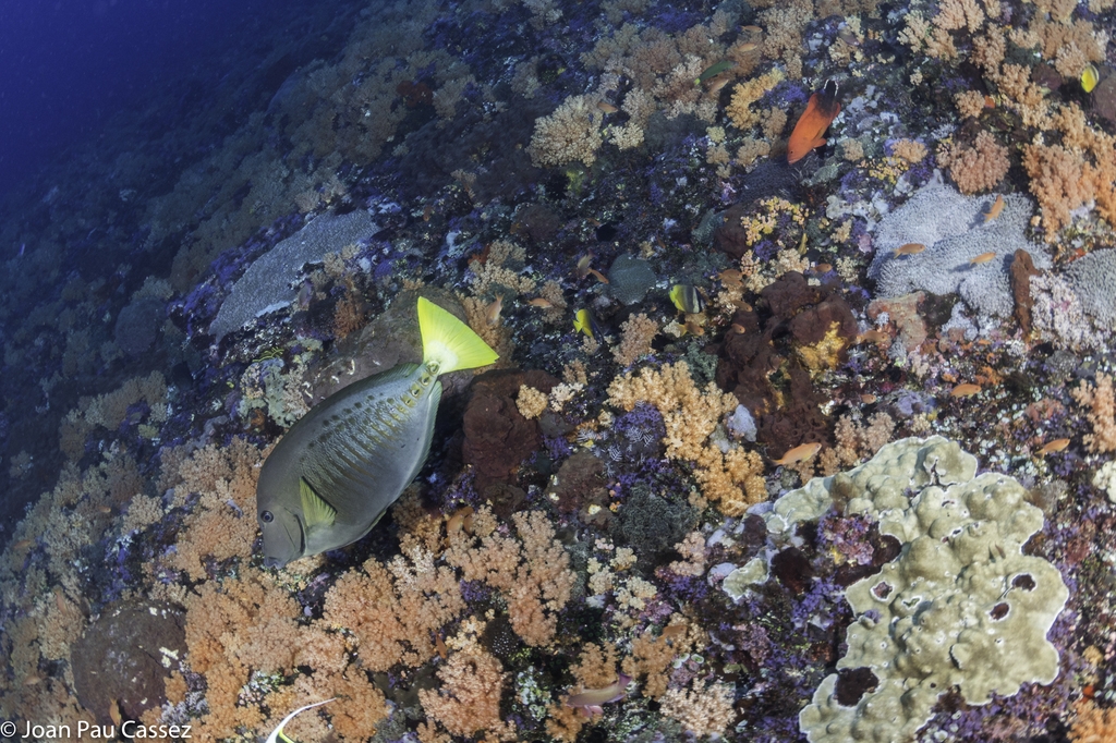 Indonesian Sawtail (Prionurus chrysurus) - Marine Life Identification