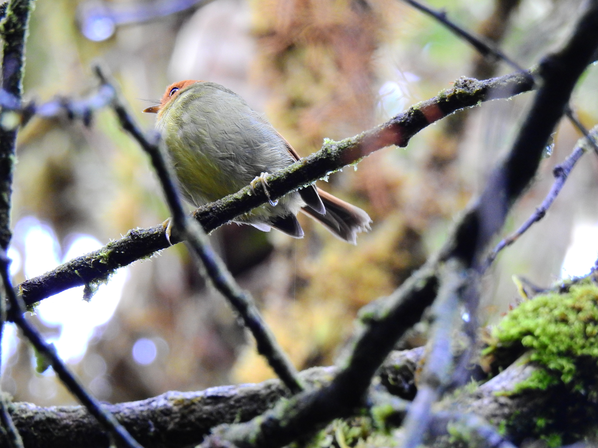 Pseudotriccus ruficeps (Lafresnaye, 1843)
