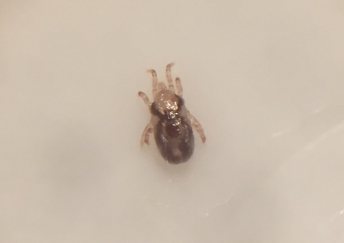 Genus Ornithonysus · iNaturalist