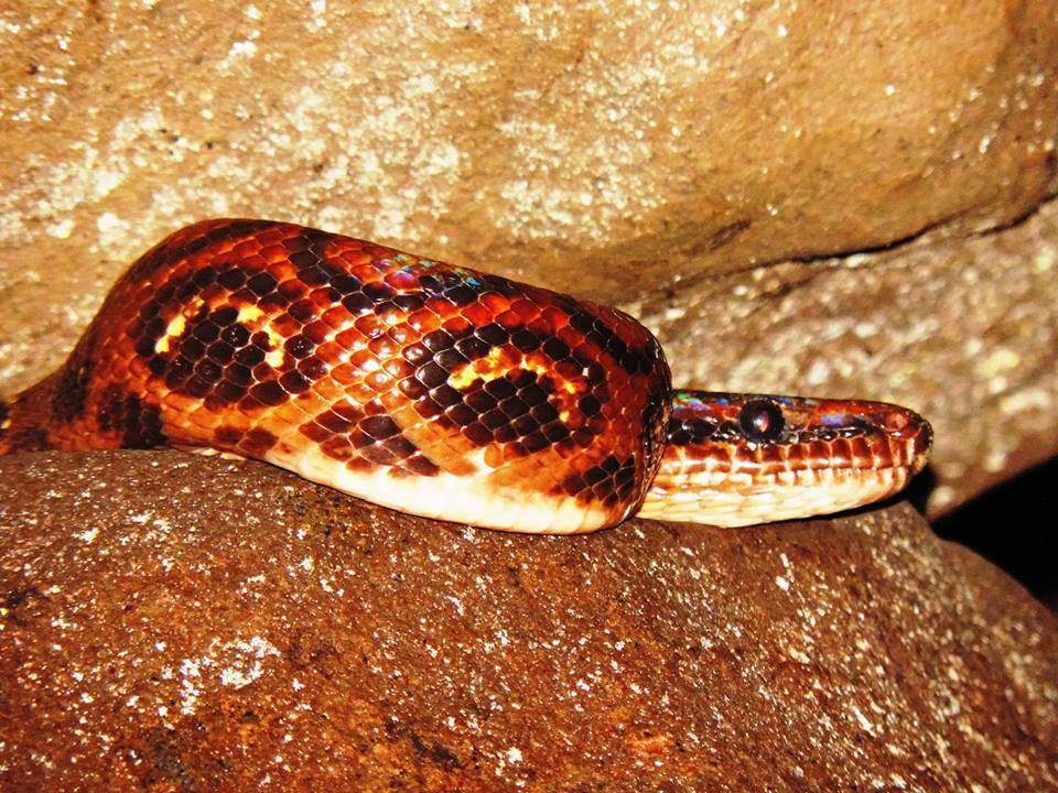 Western Rainbow Boa from Santiago, Ecuador on May 11, 2021 at 11:54 AM ...